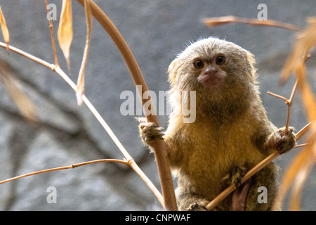 Pygmy Marmoset or Dwarf Monkey, small monkey on the tree Stock Photo ...