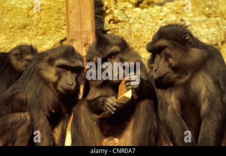 Macaca tonkeana, Tonkean Macaque Stock Photo - Alamy