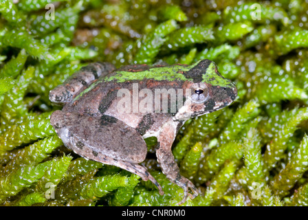 Northern cricket frog (Acris crepitans) sitting still on the ground ...