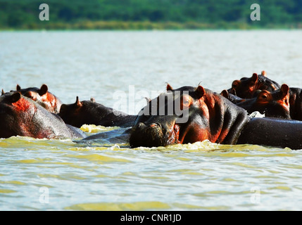 Naivasha hippos and family. Kenya, Africa Stock Photo - Alamy