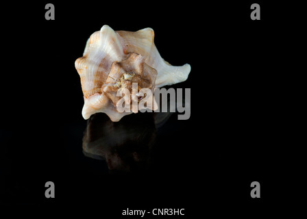 Two Angaria Delphinus shells on a black background Stock Photo - Alamy