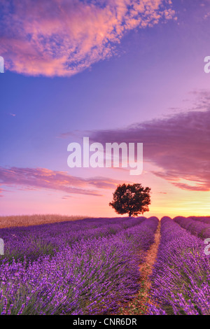 Lone tree at sunset in Provence France Stock Photo - Alamy