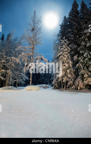 after snow trees covered with snow in a winter morning day Stock Photo ...