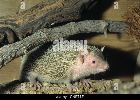 Greater Hedgehog Tenrec or Large Madagascar Hedgehog (Setifer setosus ...