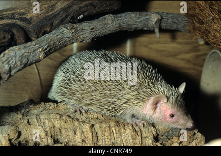 Greater Hedgehog Tenrec or Large Madagascar Hedgehog (Setifer setosus ...