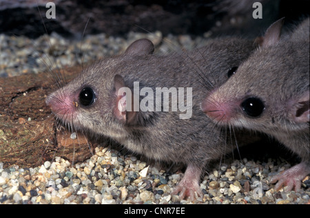 African Woodland Dormouse Graphiurus murinus, Gliridae, Rodentia Stock ...
