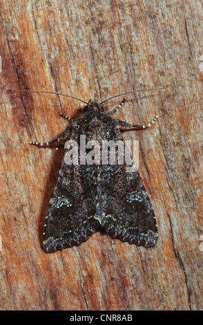 The coronet moth (Craniophora ligustri) from above. British insect in ...