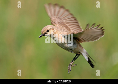 Isabelline Wheatear (Oenanthe isabellina) landing, Negev, Israel Stock ...