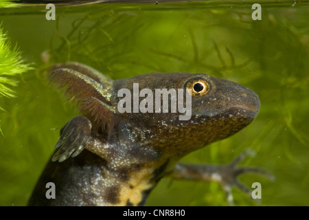 alpine crested newt, Italian warty newt (Triturus carniflex), female ...