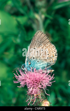 Large Blue Maculinea arion Stock Photo - Alamy