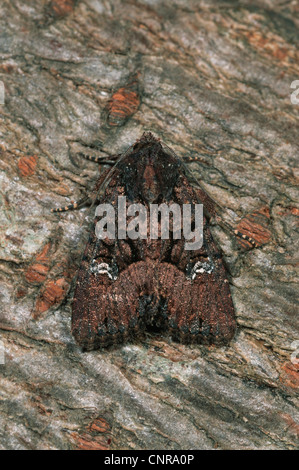 Common rustic moth (Mesapamea secalis) resting on tree bark. This ...