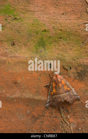 herald, noctuid moth (Scoliopteryx libatrix, Scoliopterix libatrix), on ...
