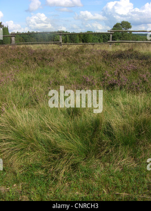moor-mat grass (Nardus stricta), on sand, Germany Stock Photo - Alamy