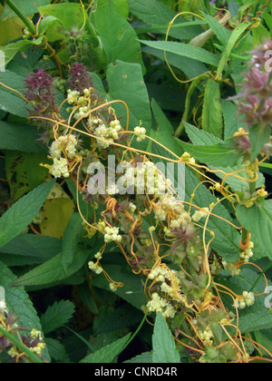 Yellow Dodder - Cuscuta campestris Stock Photo - Alamy