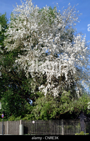 Poplar (Populus Alba) branches with seed tufts flying. Fluffy poplar ...