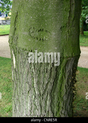 Ash (Fraxinus excelsior). Bark on the trunk of a mature tree Stock ...