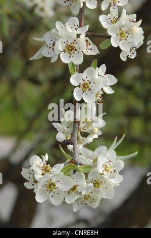 Blooming Willow-leaved Pear ,Pyrus salicifolia, is a species of pear ...