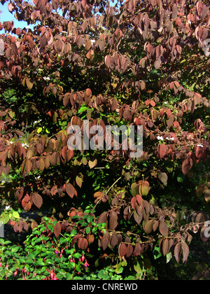 doublefile viburnum (Viburnum plicatum), with autumn leaves Stock Photo ...
