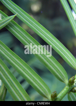 California Nutmeg Torreya californica Stock Photo - Alamy