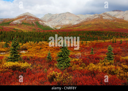 Tundra plants. Denali National Park. Alaska. USA Stock Photo - Alamy