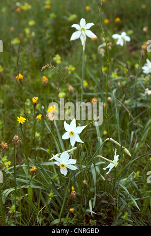 Meadow with poet's daffodil (Narcissus radiiflorus) and Siberian Iris ...