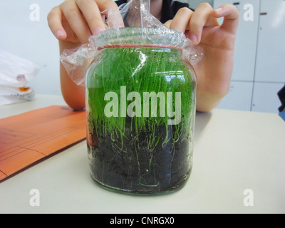 Experimental plants in glass jars in the lab. Growing plant specimens ...