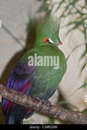 Green Turaco ( Turaco Persa Buffoni Stock Photo - Alamy