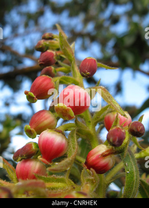 Canary strawberry tree, Canary Islands' Strawberry Tree, Canaries ...