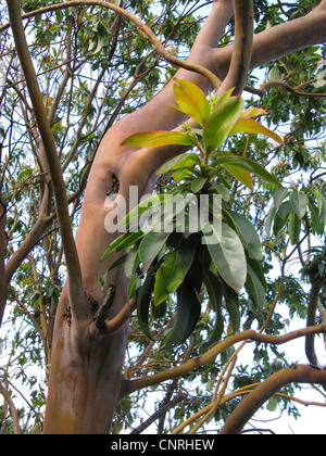 Details of the flowers of Arbutus canariensis. It is an endemic species ...