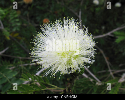 CALLIANDRA HAEMATOCEPHALA 'ALBA' - white powder puff Stock Photo - Alamy