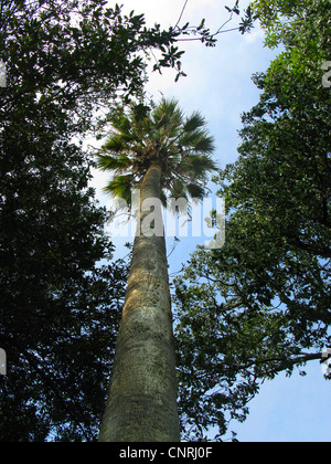California fan palm, Petticoat Palm (Washingtonia filifera), single ...