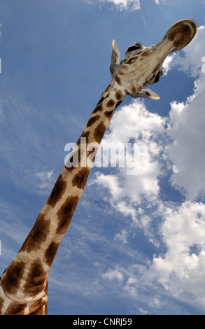 Giraffe closeup with blue sky Stock Photo - Alamy