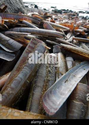 razor clams (razor shells) (Solenidae), shells at a beach Stock Photo ...