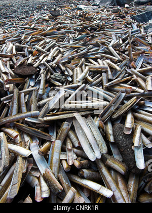 Close Up of Seashells, Razor Clams, Mussels, Cockles Stock Photo - Alamy