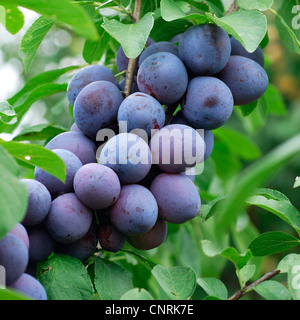European plum (Prunus domestica 'The Czar', Prunus domestica The Czar ...