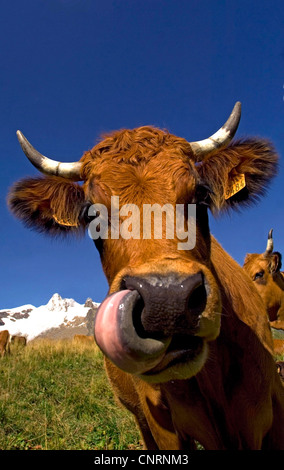 Tarentaise cattle (Bos primigenius f. taurus), licking its nose ...