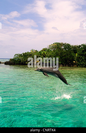 Dolphin at Anthony's Key Resort in Roatan Stock Photo - Alamy