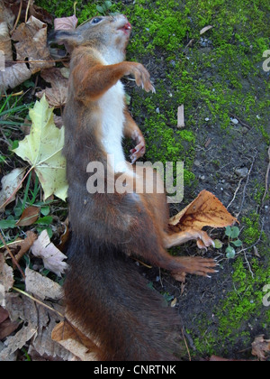 Roadkill of Red squirrel (Sciurus vulgaris) on an asphalt road Stock ...