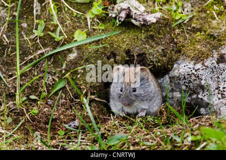 Northern Red-backed Vole (Clethrionomys rutilus) feeding on berries in ...