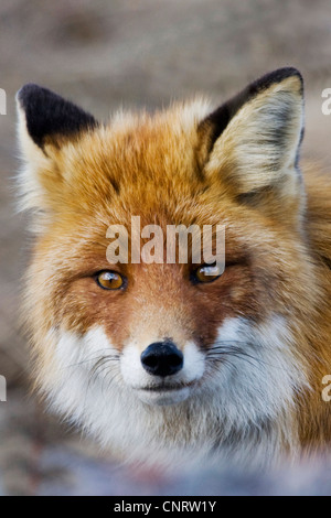 Scandinavian Red Fox (Vulpes vulpes vulpes Stock Photo - Alamy