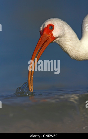 Vertical closeup side view of an ibis Stock Photo - Alamy
