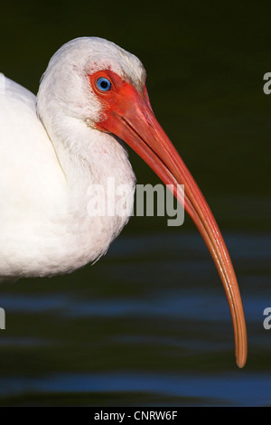 Vertical closeup side view of an ibis Stock Photo - Alamy
