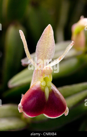 Orchidaceae, Orchidee, plant, plants, tropical, Farbe, flower, petal ...