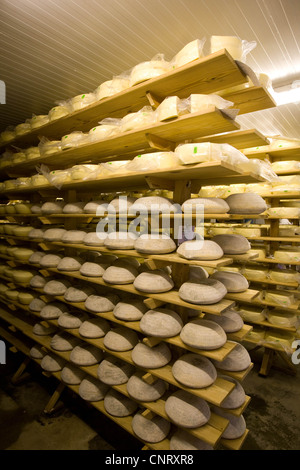 Cheese maturing in storage racks Stock Photo - Alamy