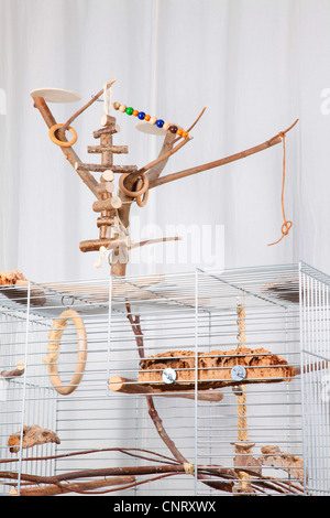 cockatiels in cages on the Bird- and Fish Market in Porto, 22.10.2016 ...