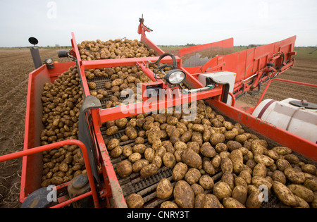 Lifting potatoes with Dewulf self-propelled harvester Stock Photo - Alamy