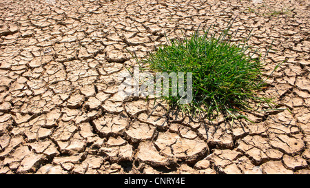 floating foxtail grass, marsh foxtail, water foxtail, geniculate ...