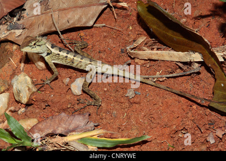 agamas, chisel-teeth lizards (Agamidae), sitting on a fern leaf ...
