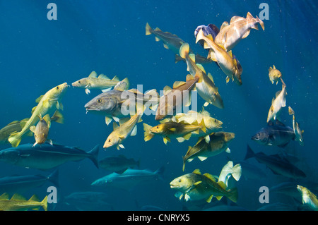 Shoal of Atlantic cod (Gadus morhua) in fish pen. Norway, Scandinavia ...