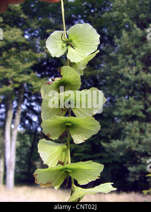 Cyclocarya (Cyclocarya paliurus (Pterocarya paliurus)), fruit Stock ...